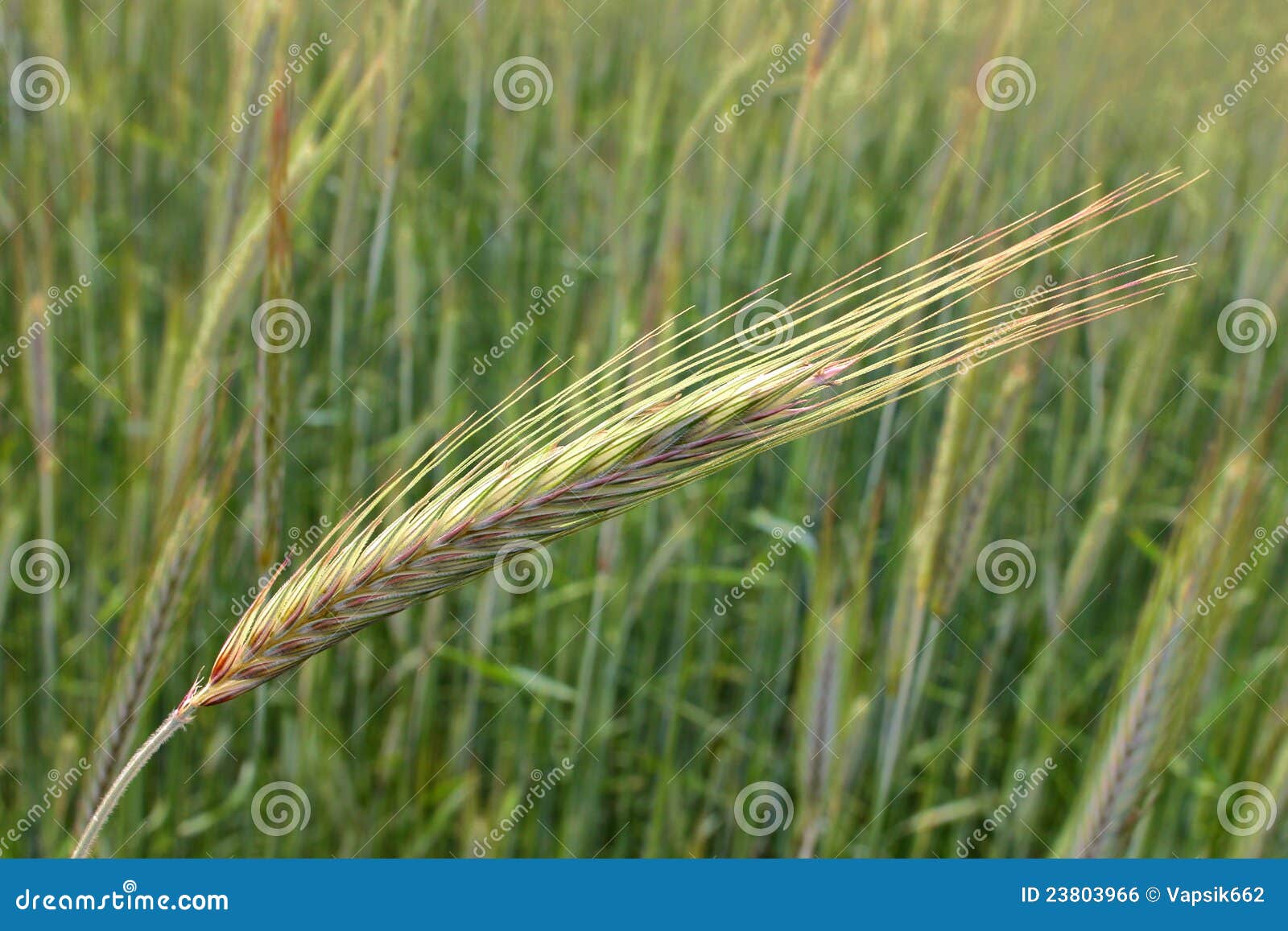 Barley, ear of corn stock photo. Image of breed, corn - 23803966
