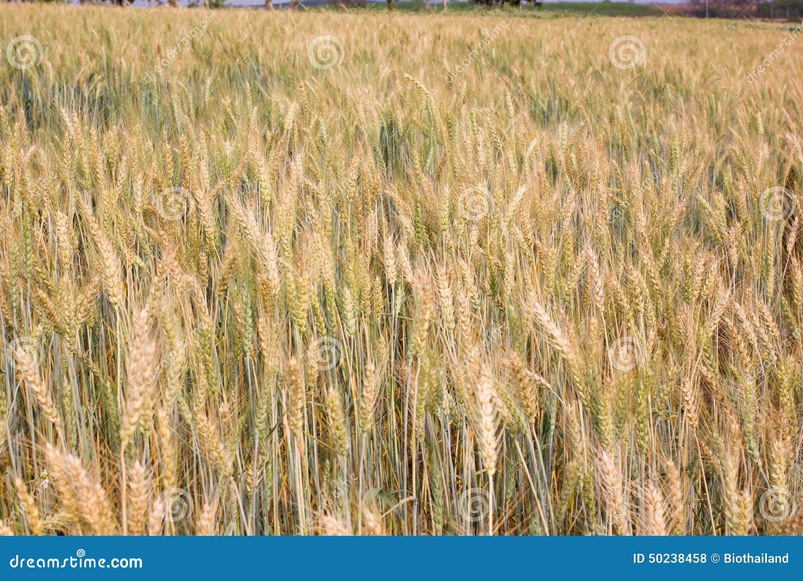 Barley Farm Background Stock Photography | CartoonDealer.com #50238458