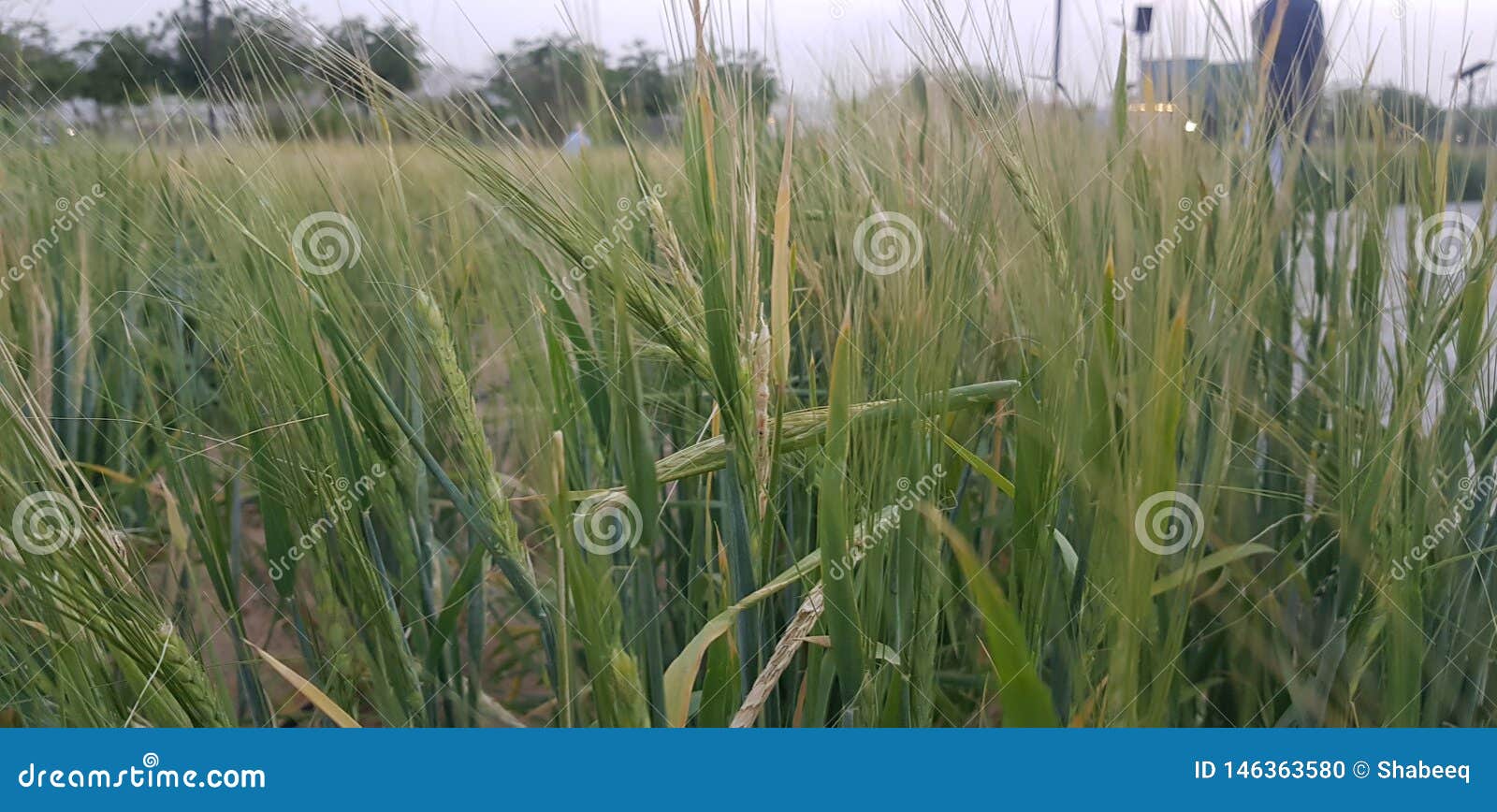 Barley farm stock photo. Image of barley, green, grain - 146363580