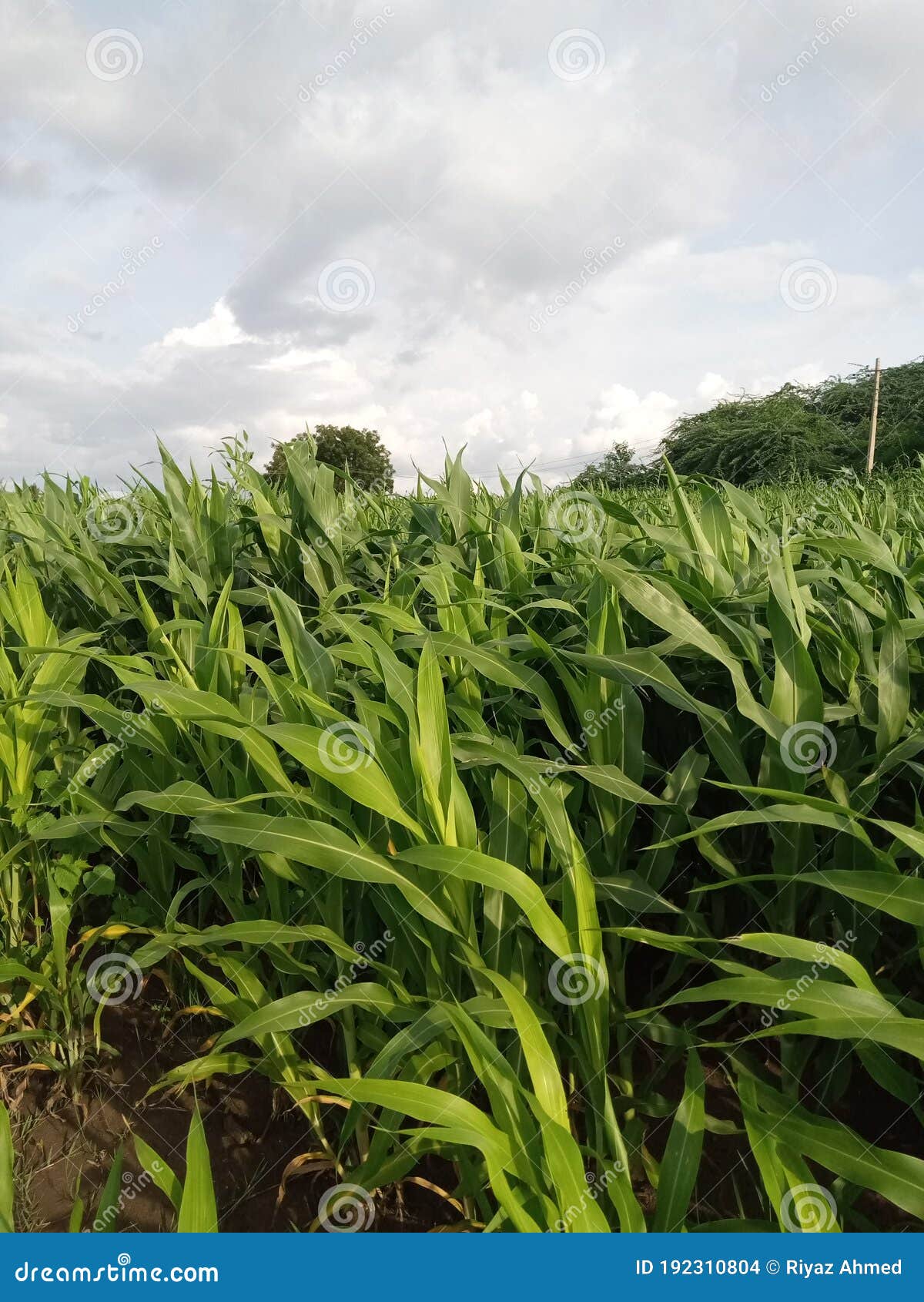 Barley Farm in Sky View stock photo. Image of farm, view - 192310804
