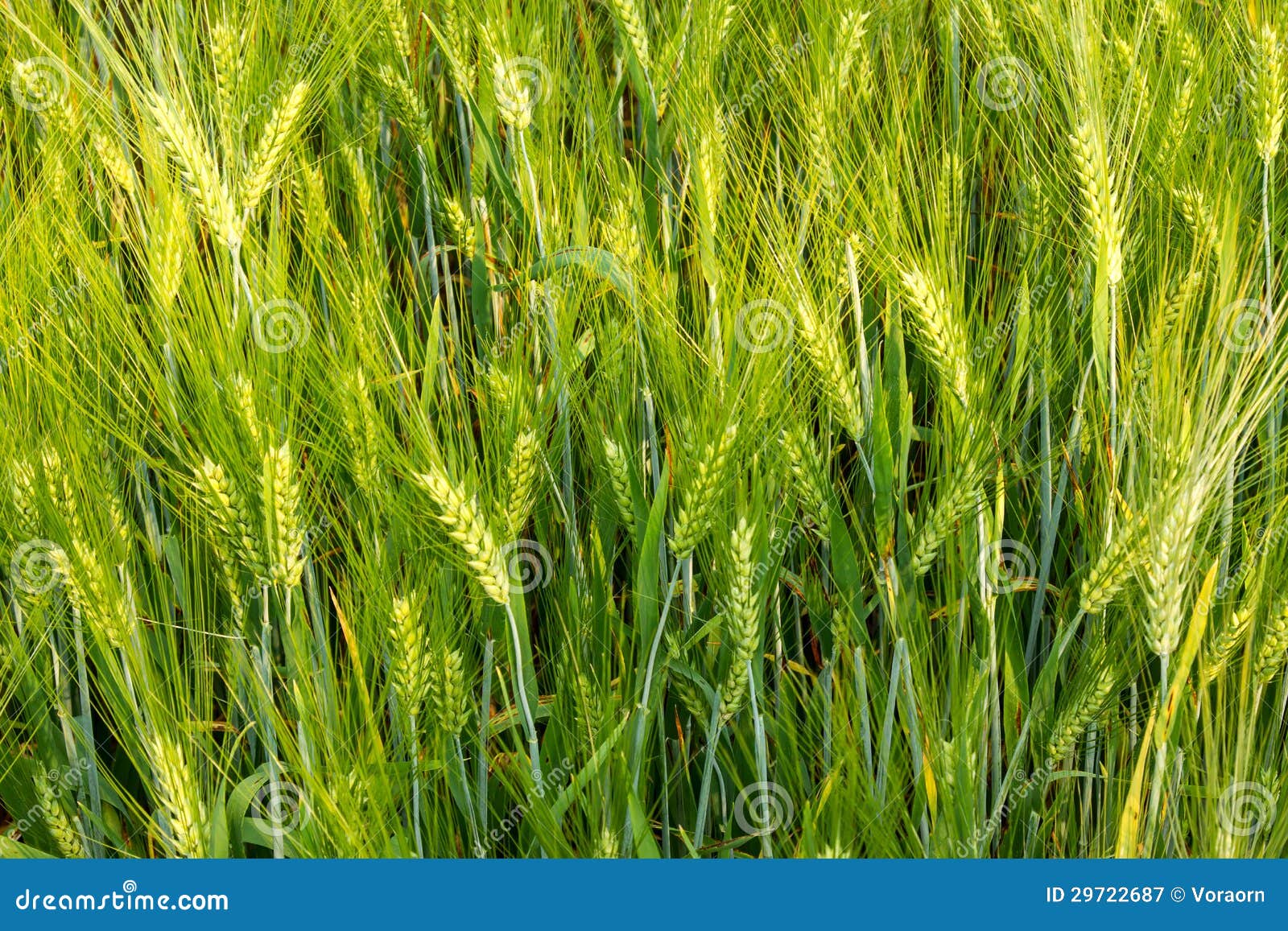 Brew Barley stock image. Image of horizontal, drink, scene - 29722687