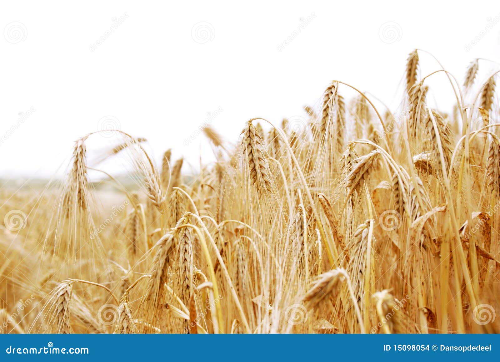 Barley field stock photo. Image of background, field - 15098054
