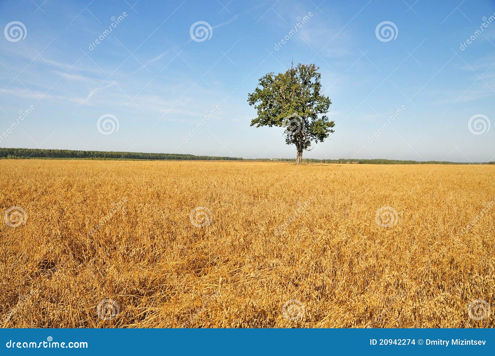 Barley field stock photo. Image of scenic, barley, autumn - 20942274