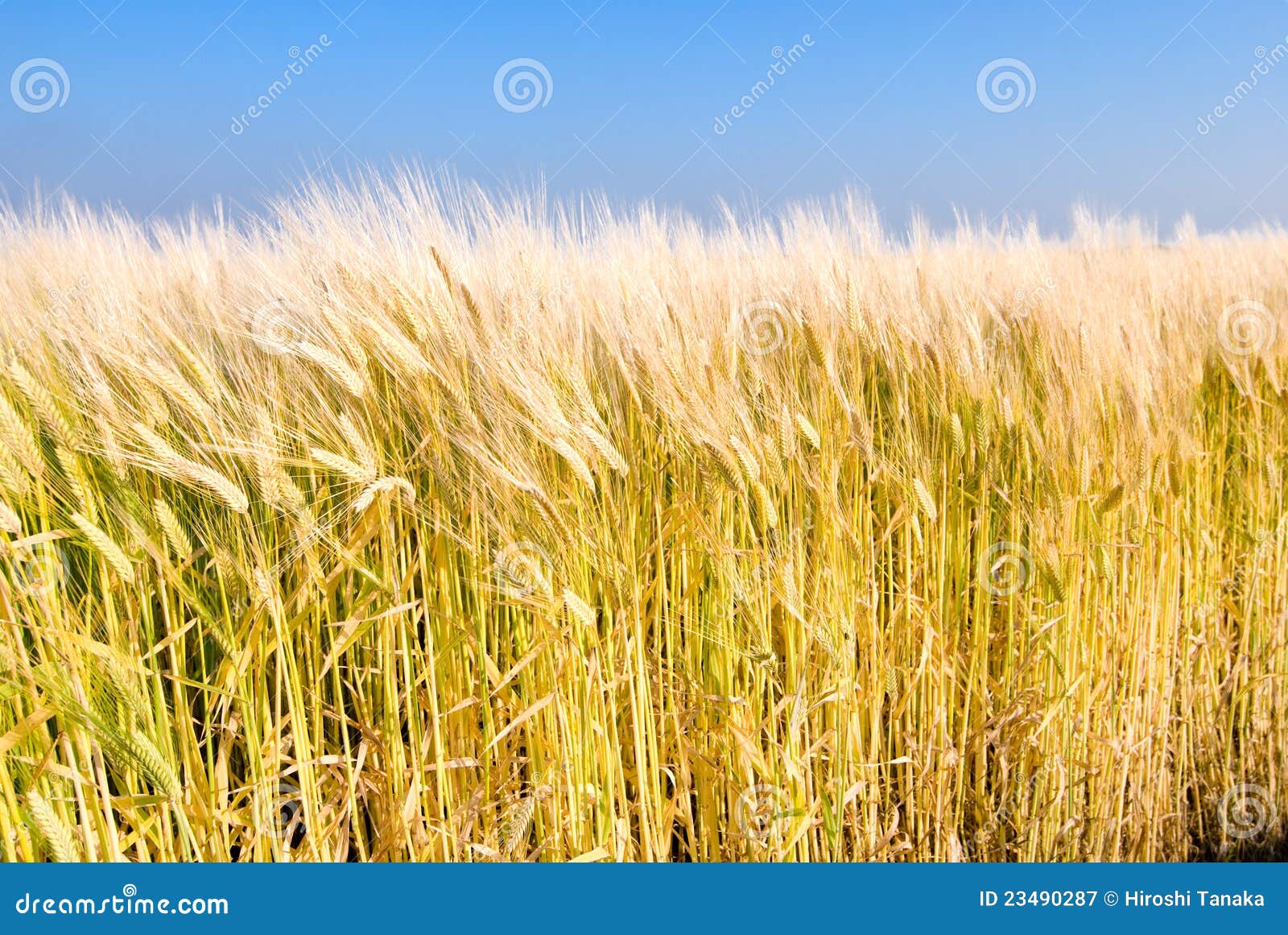 Barley field stock image. Image of farm, plant, landscape - 23490287