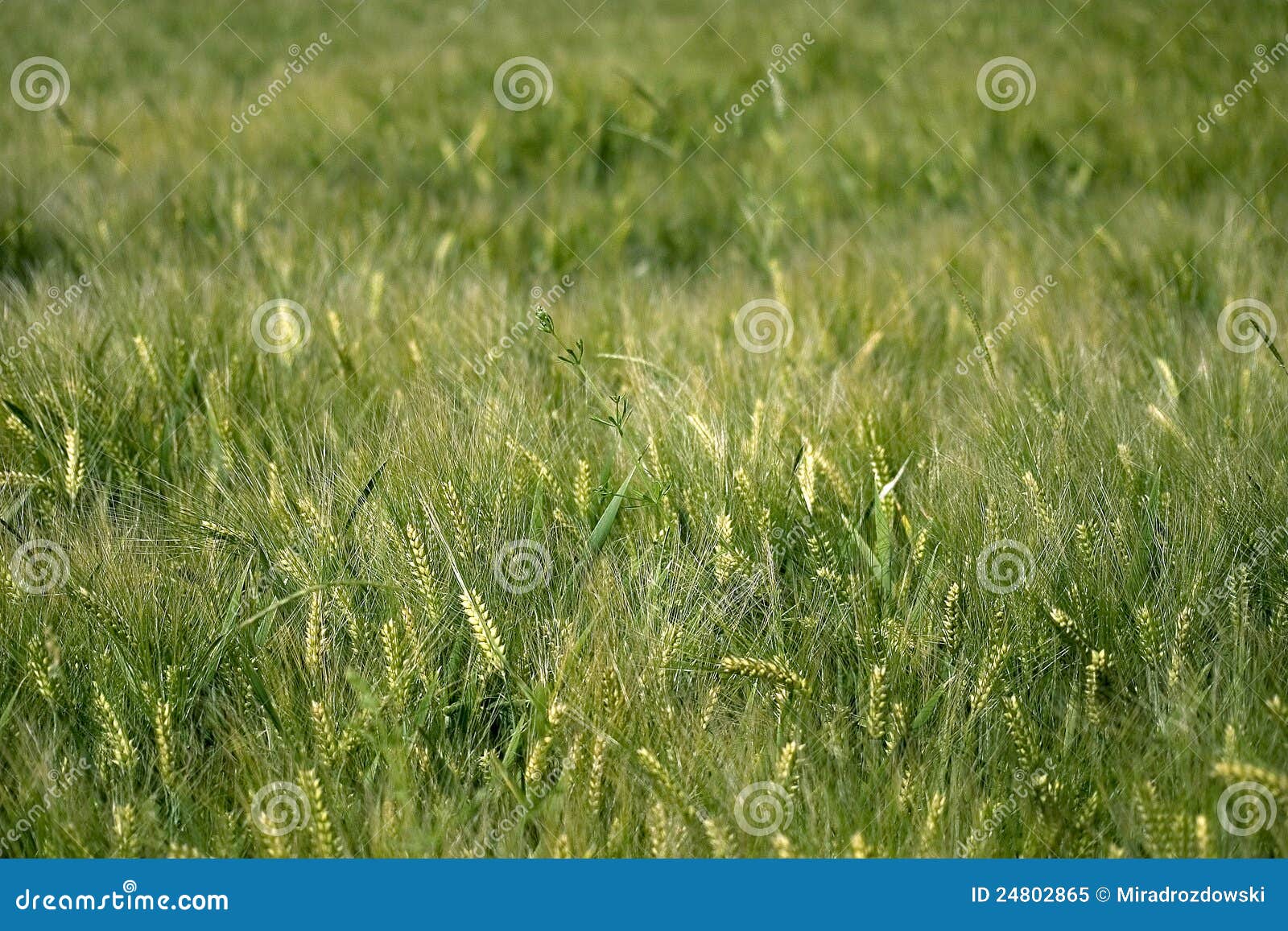 Barley field stock image. Image of farming, ingredient - 24802865