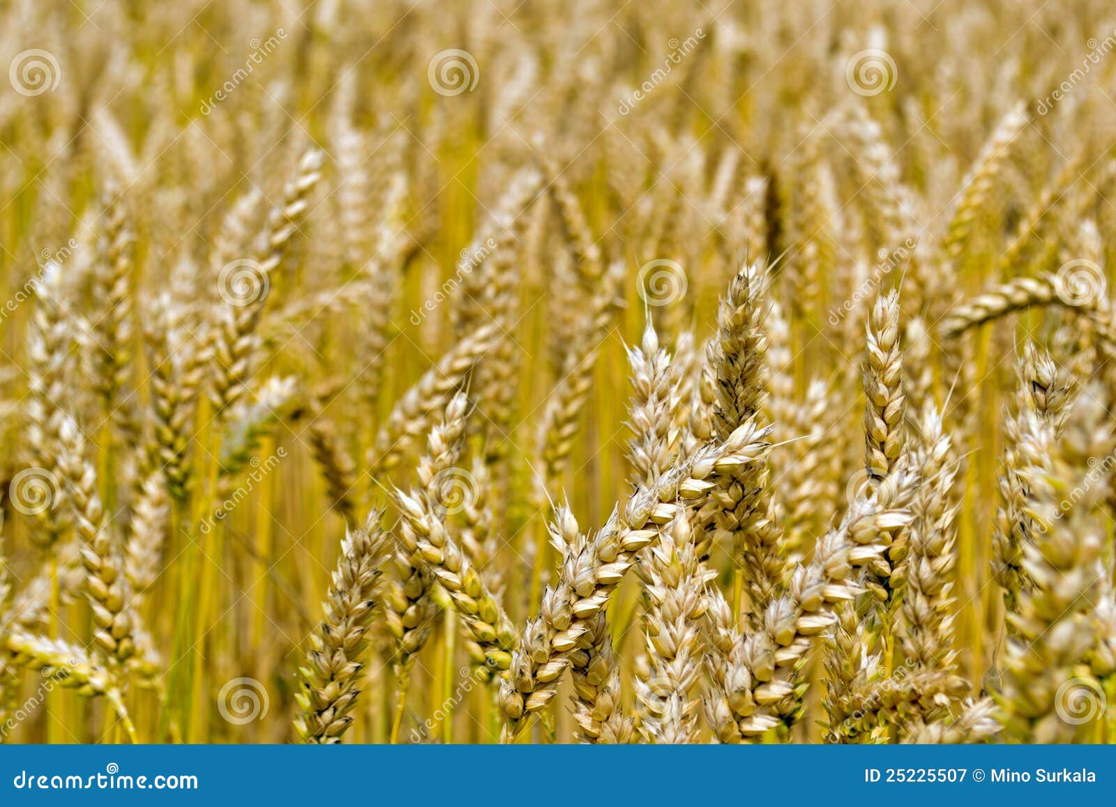 Barley field stock image. Image of crop, outdoor, rural - 25225507
