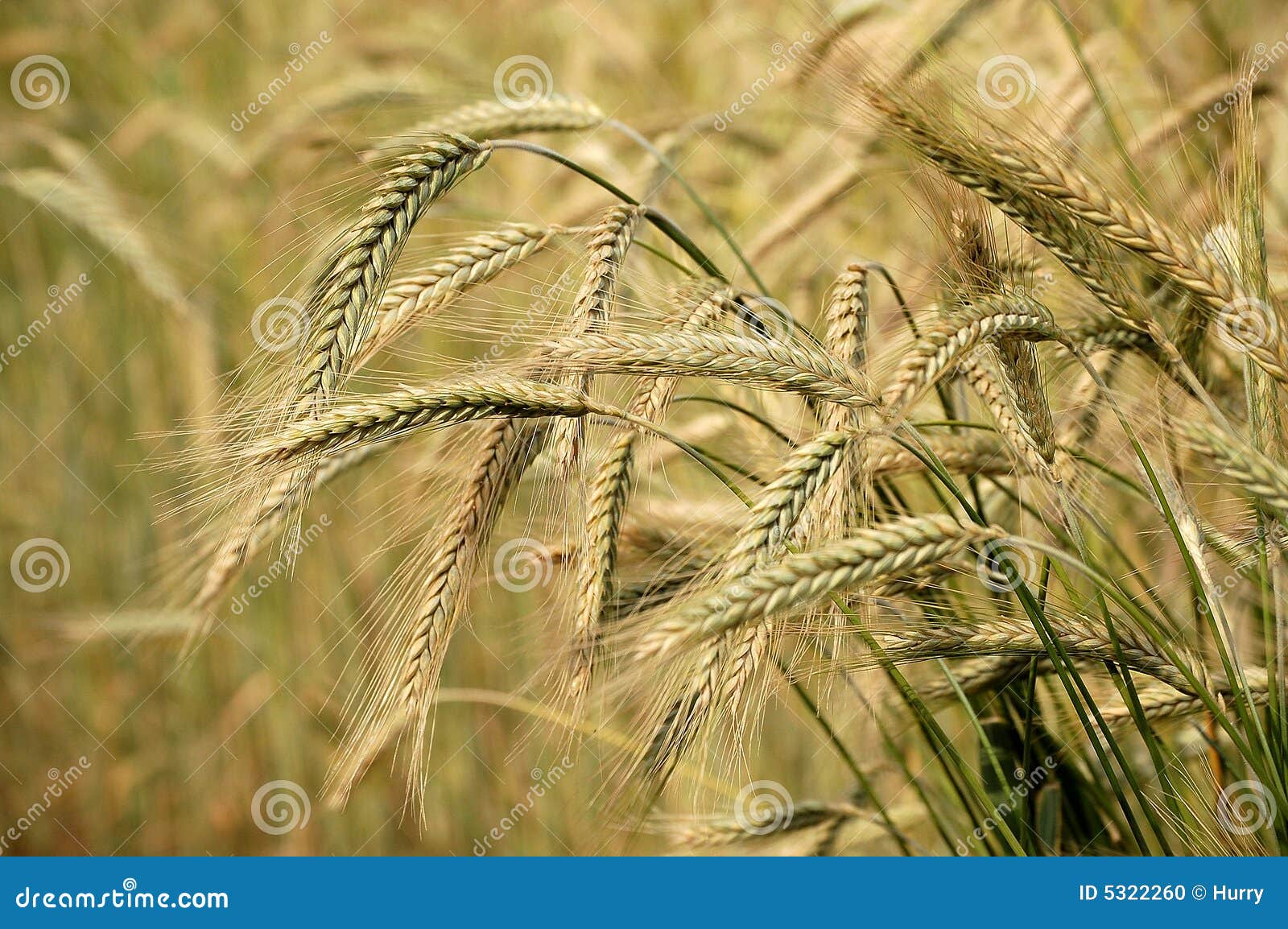 Barley field stock photo. Image of farm, farming, plant - 5322260