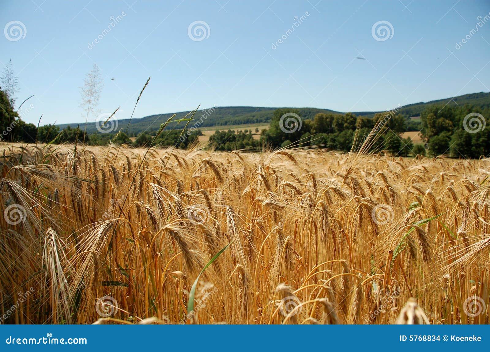 Barley Field stock photo. Image of farmland, spike, field - 5768834