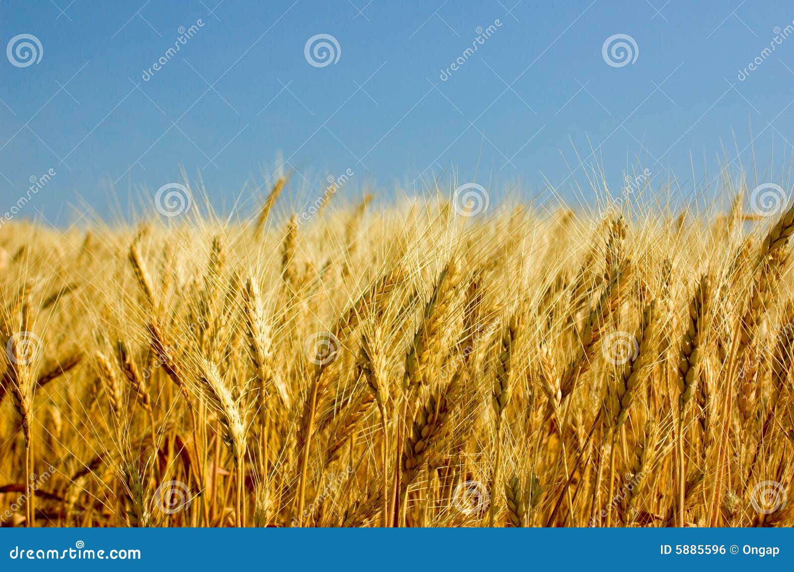 Barley field stock photo. Image of idyllic, urban, environment - 5885596