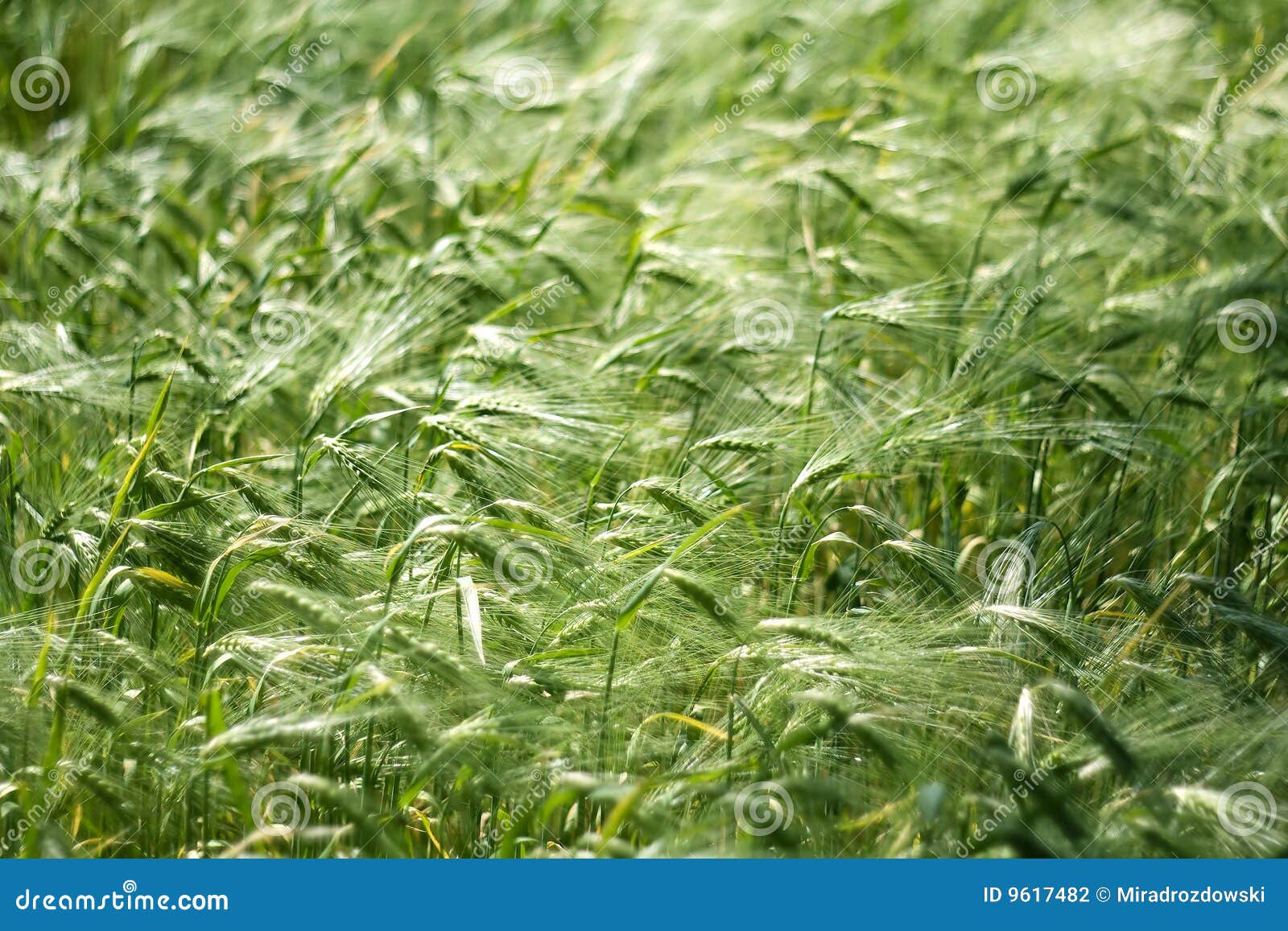 Barley field stock photo. Image of food, country, nature - 9617482