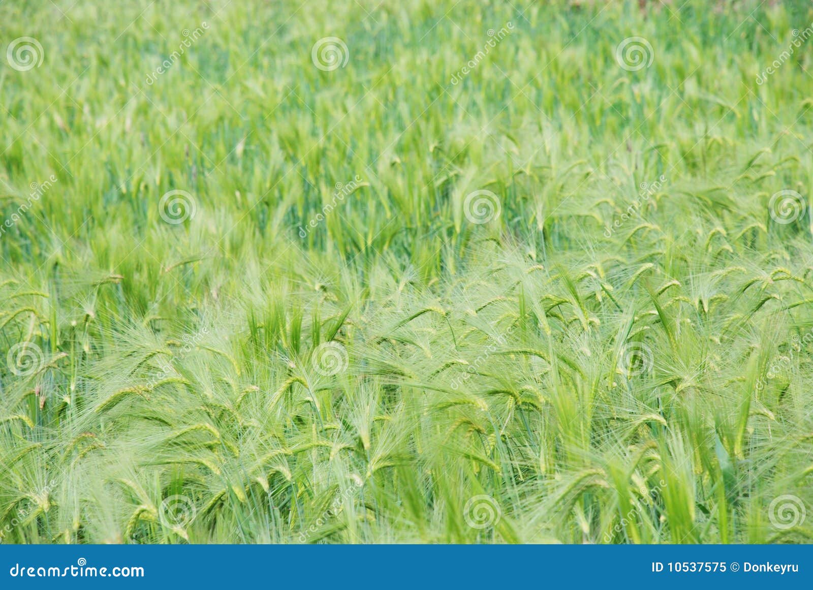 The Barley Field Background Stock Image - Image of stalk, leaf: 10537575