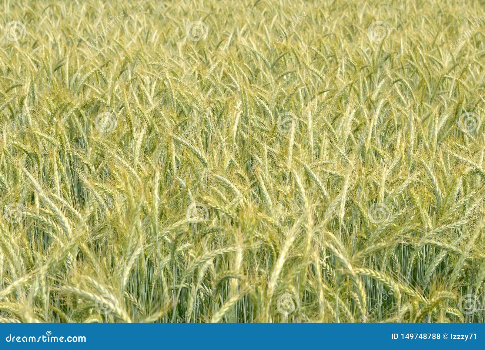 Barley field background stock photo. Image of cereal - 149748788