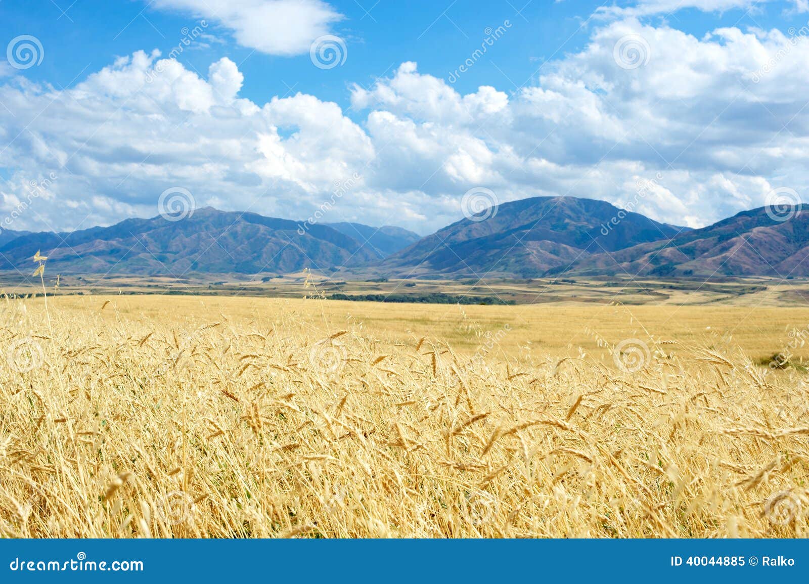 Barley Field on a Background of Mountains Stock Image - Image of ...