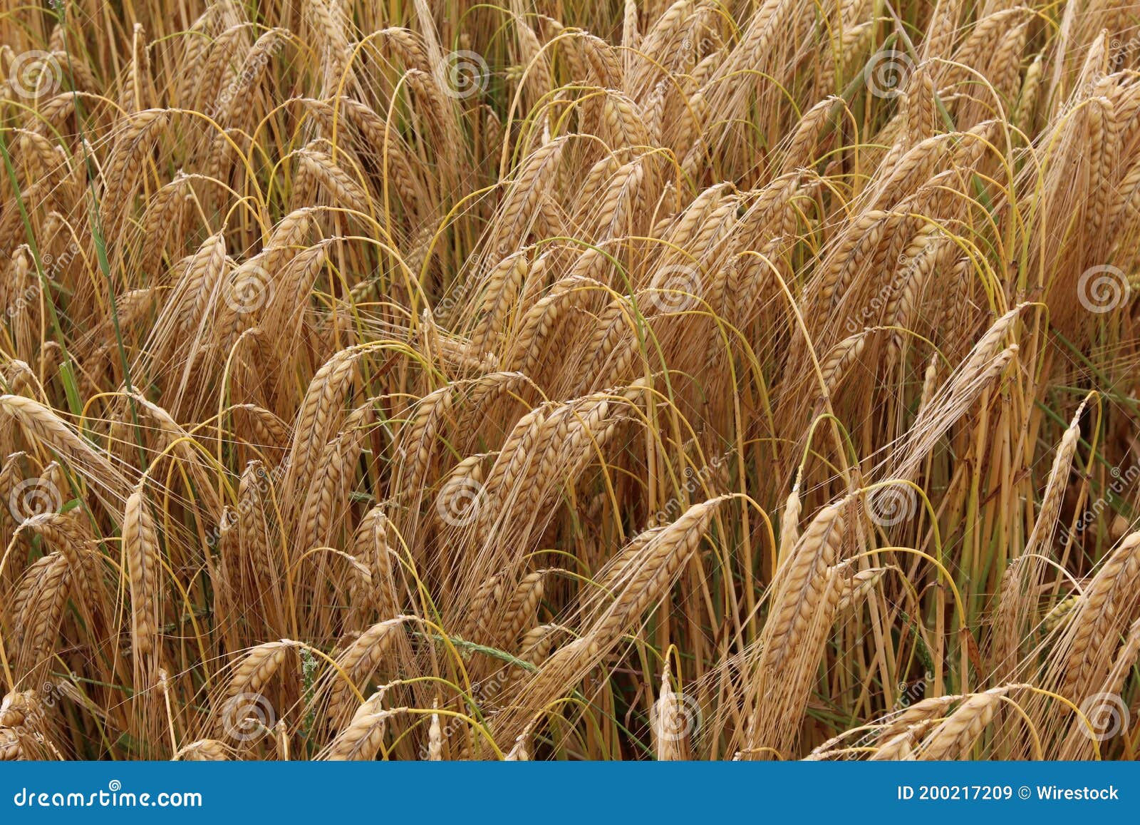 Barley Field, a Beautiful Field of Barley Stock Image - Image of ...