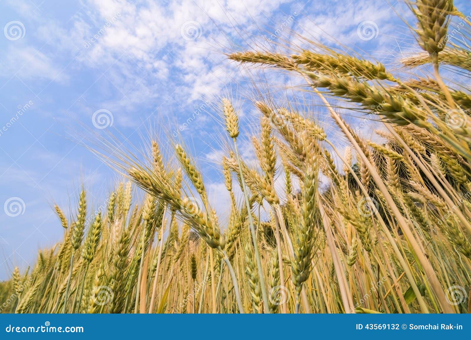 Barley field stock photo. Image of background, outdoors - 43569132