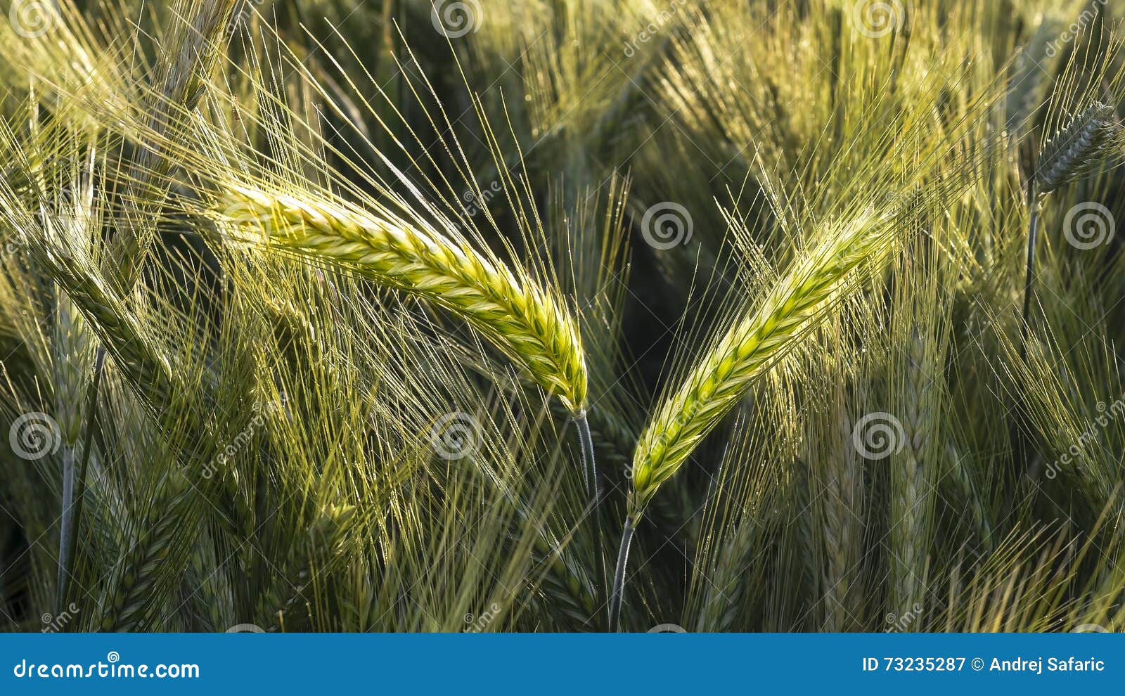 Barley in the Field, Crop Field Stock Image - Image of food, farming ...