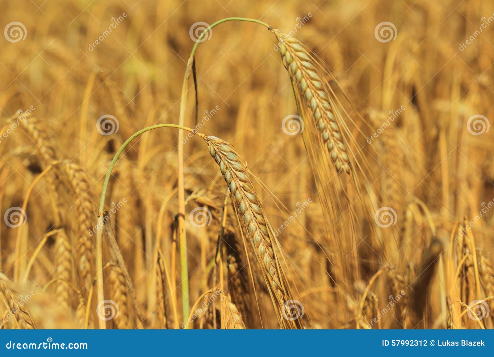 Barley field stock photo. Image of barley, detail, europe - 57992312