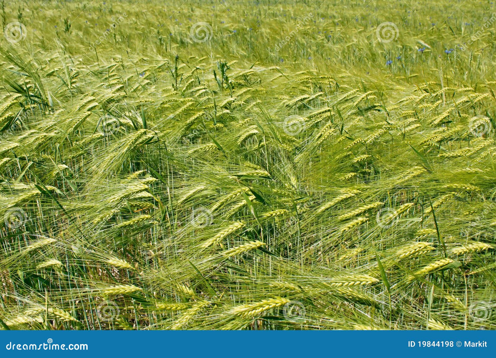 Barley Field during Flowering Stock Photo - Image of healthy, natural ...