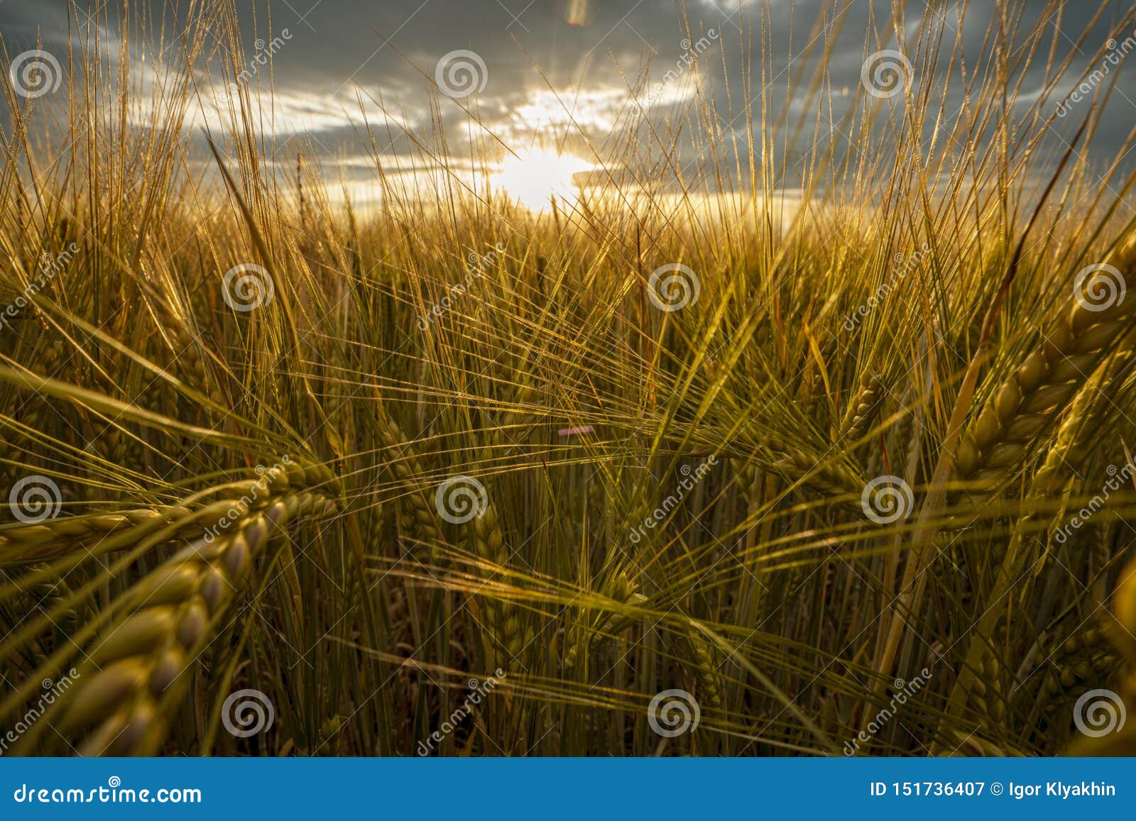 Barley Field, Golden Ears of Barley Closeup at Sunset Stock Image ...