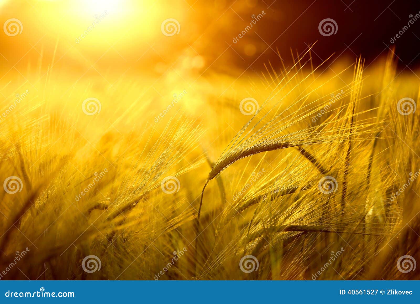 Barley Field in Golden Glow Stock Image - Image of grass, closeup: 40561527