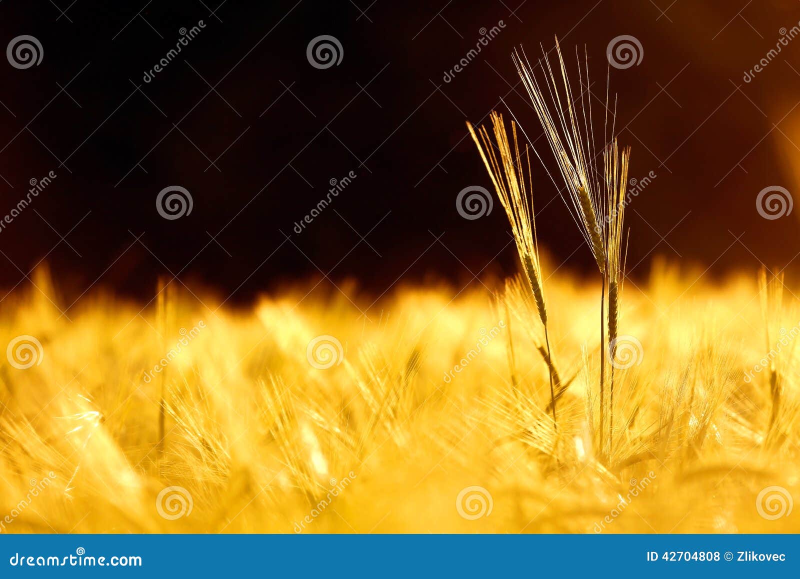 Barley Field in Golden Glow of the Evening Sun Stock Photo - Image of ...