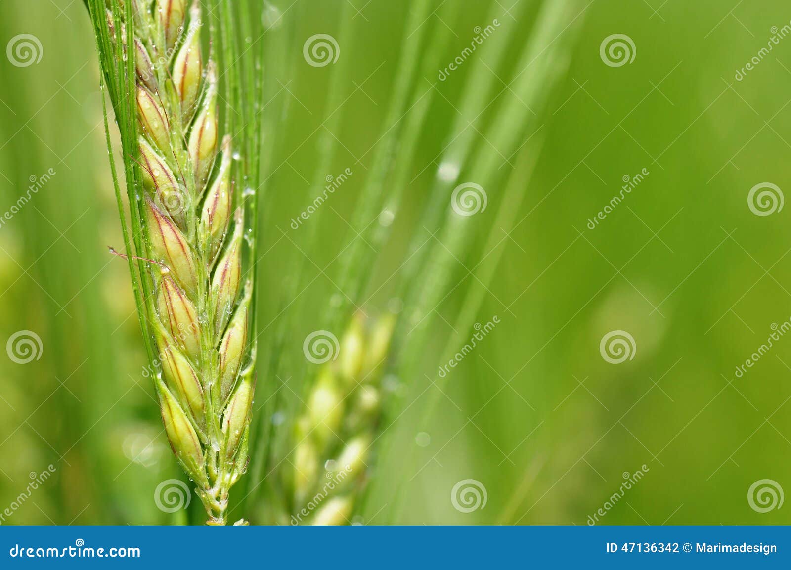 Barley stock photo. Image of biologically, organic, cultivation - 47136342