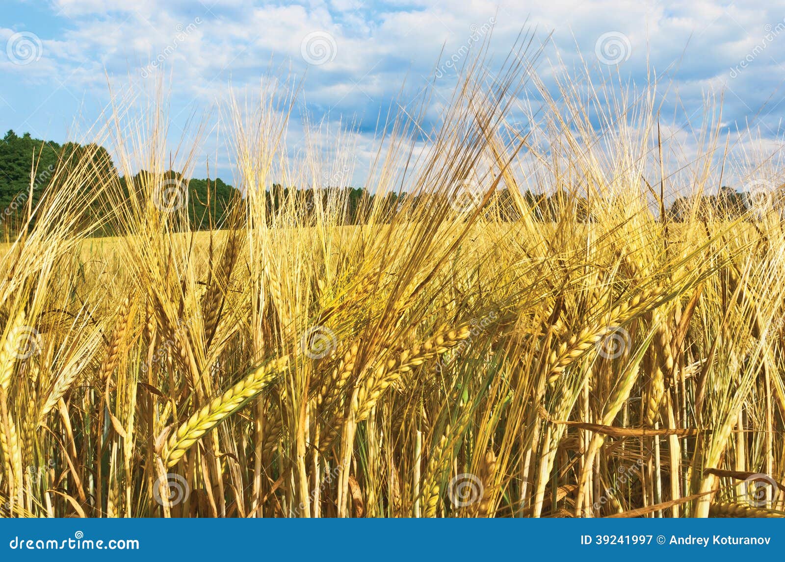 Barley field stock image. Image of harvest, plenty, bright - 39241997
