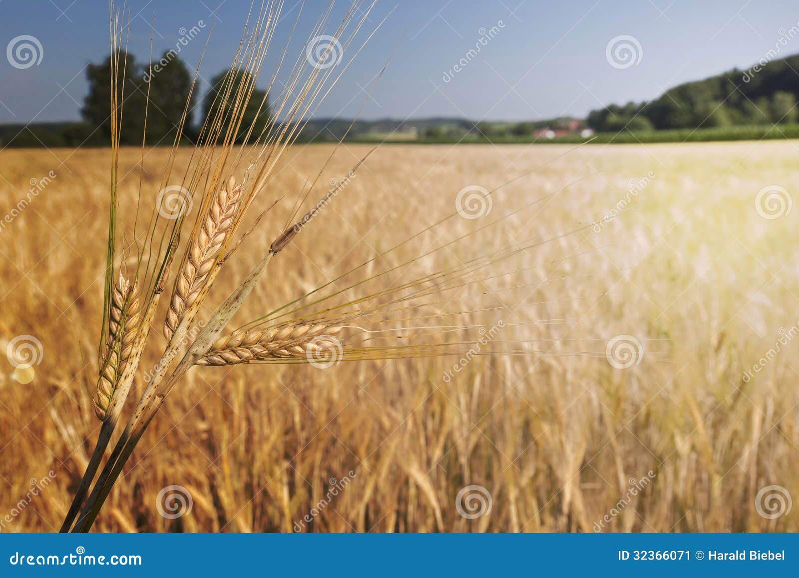 Barley Field (Hordeum Vulgare) with Sun Light Stock Image - Image of ...