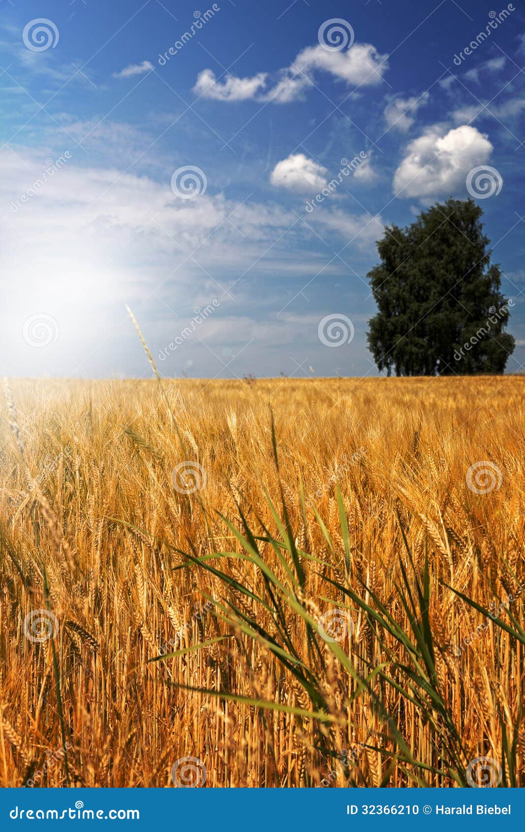 Barley Field (Hordeum Vulgare) with Tree Stock Photo - Image of crop ...
