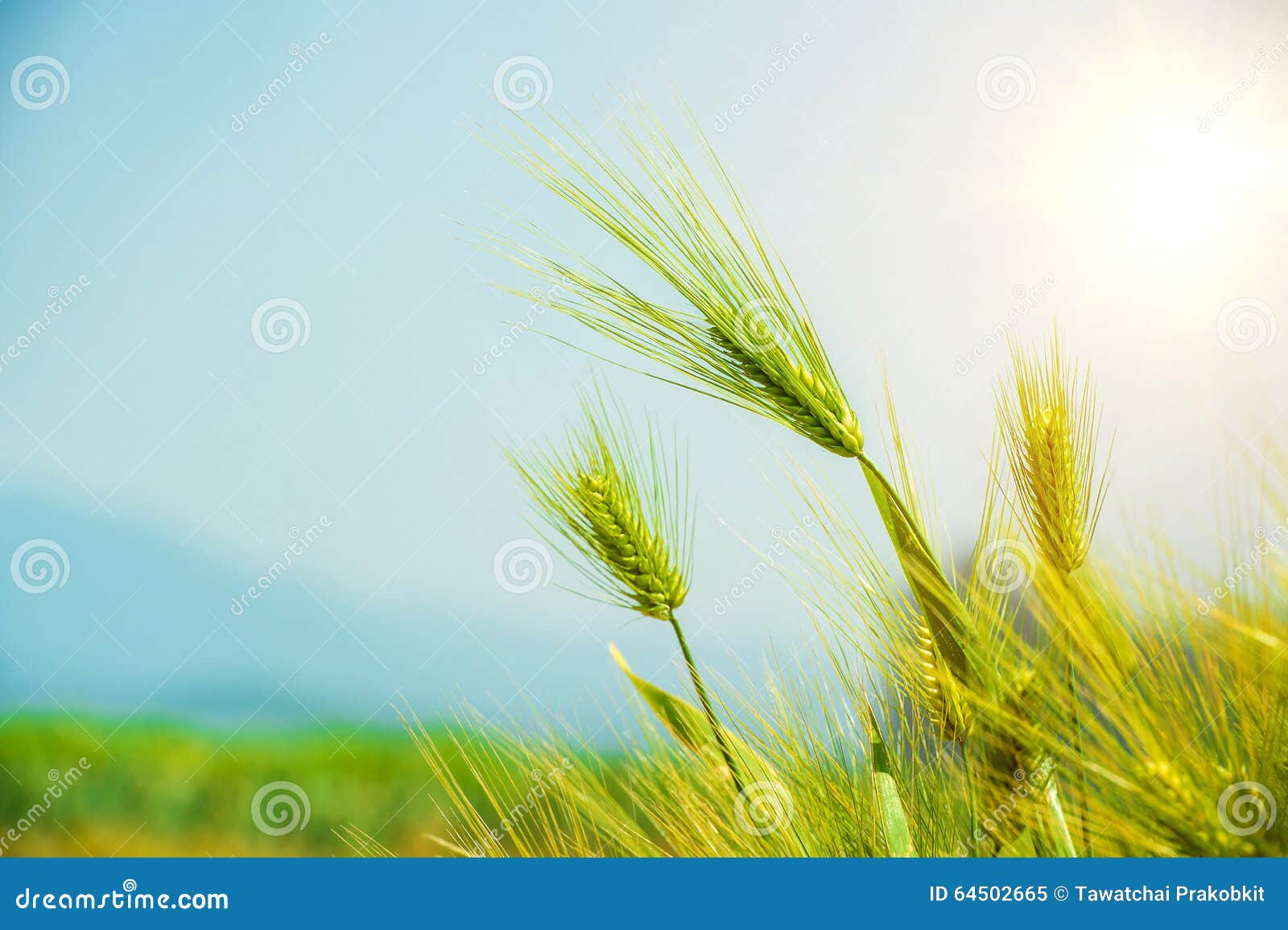 Barley Field,Malt. stock image. Image of bend, growth - 64502665