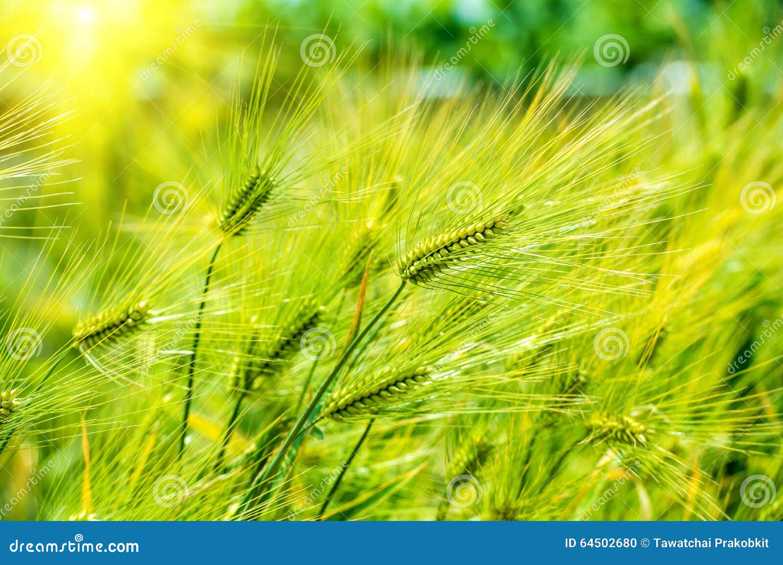 Barley Field,Malt. stock photo. Image of growth, abstract - 64502680