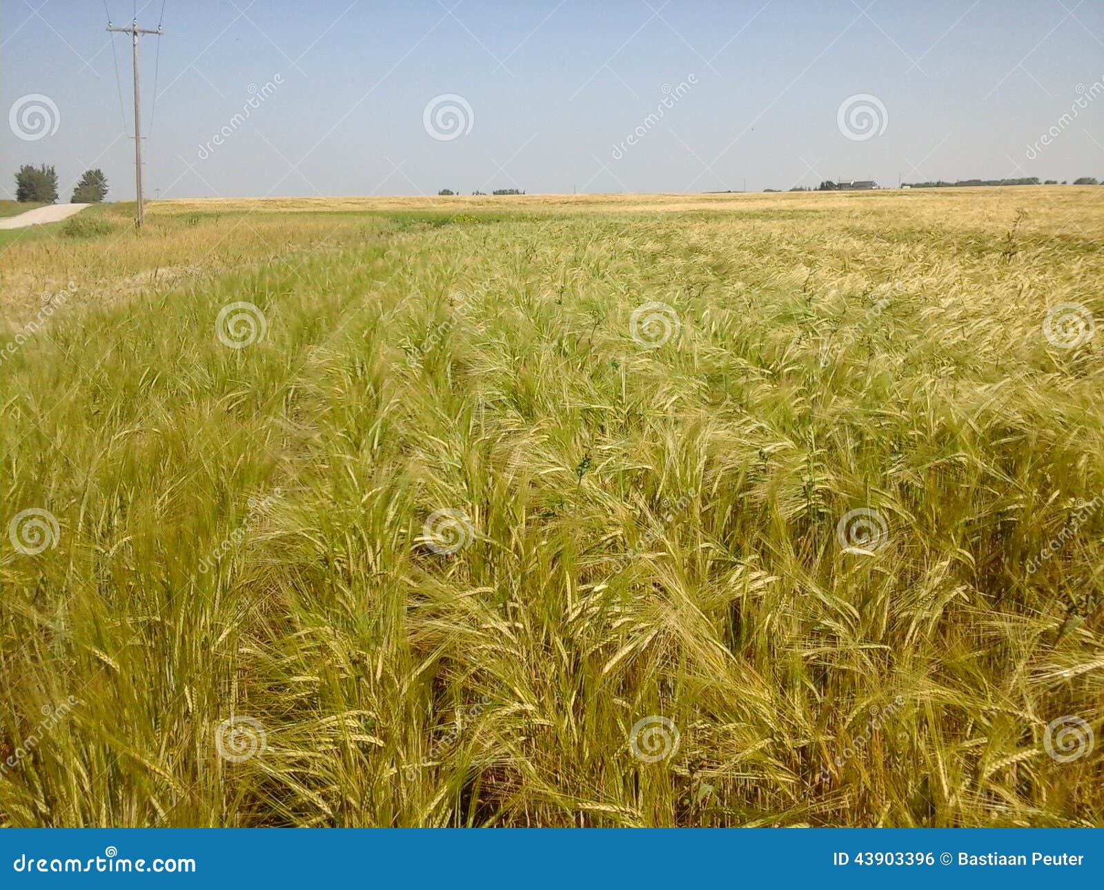 Barley Fields Forever stock photo. Image of rows, gold - 43903396