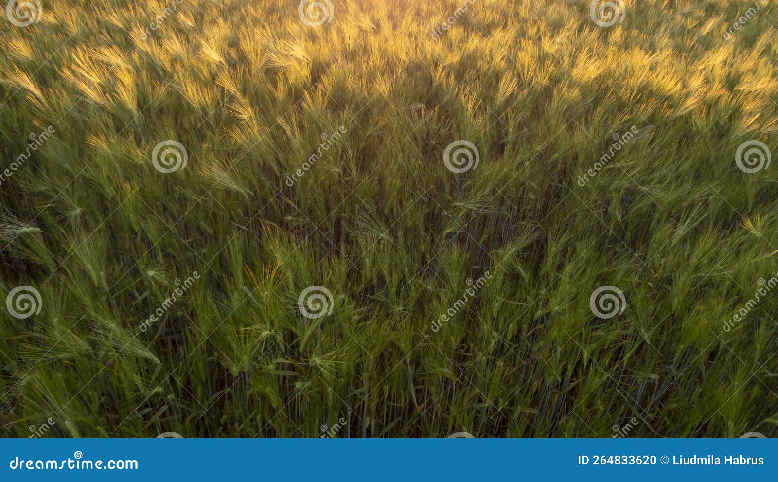 Barley Field. Ripening Barley Agriculture Stock Photo - Image of farm ...