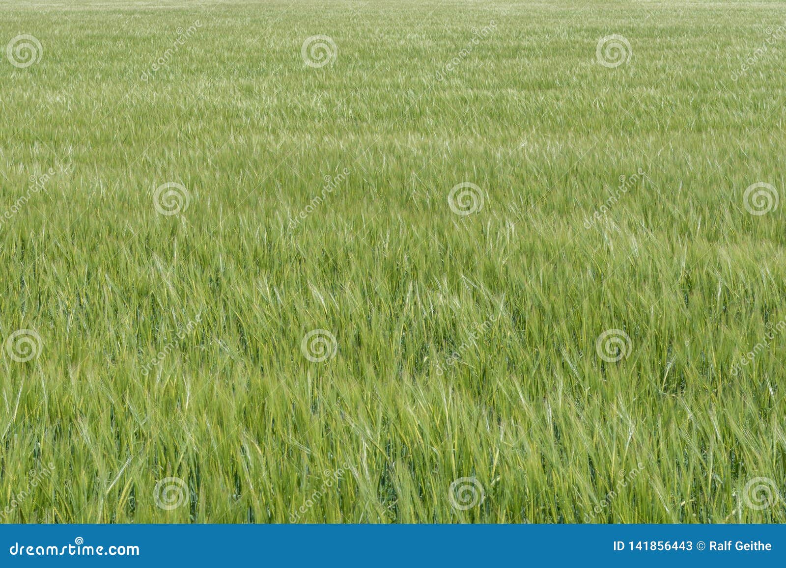 Barley Field in the Ripening Process Stock Image - Image of plant ...