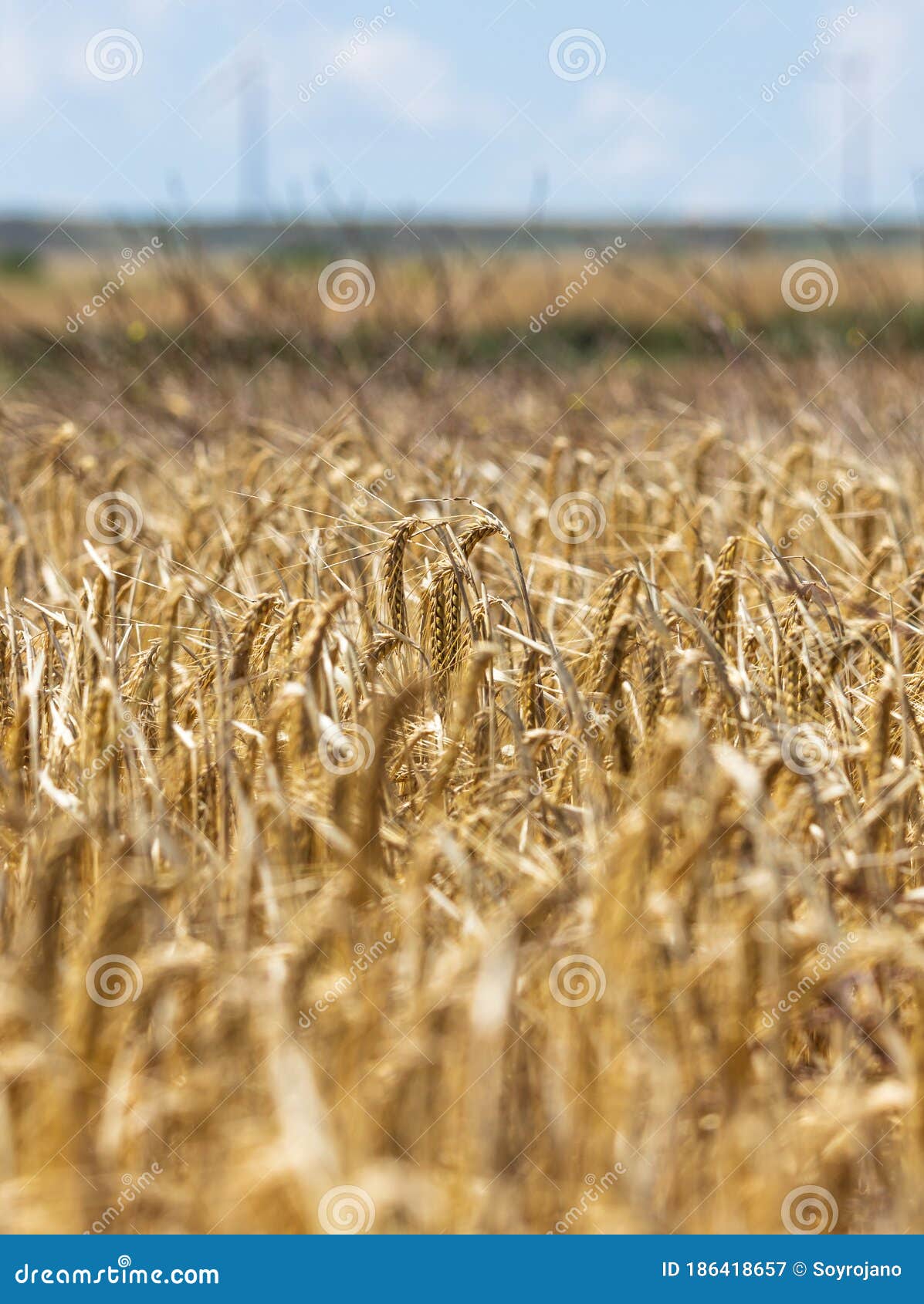 Barley Field with Sky Background Vertical Stock Image - Image of golden ...