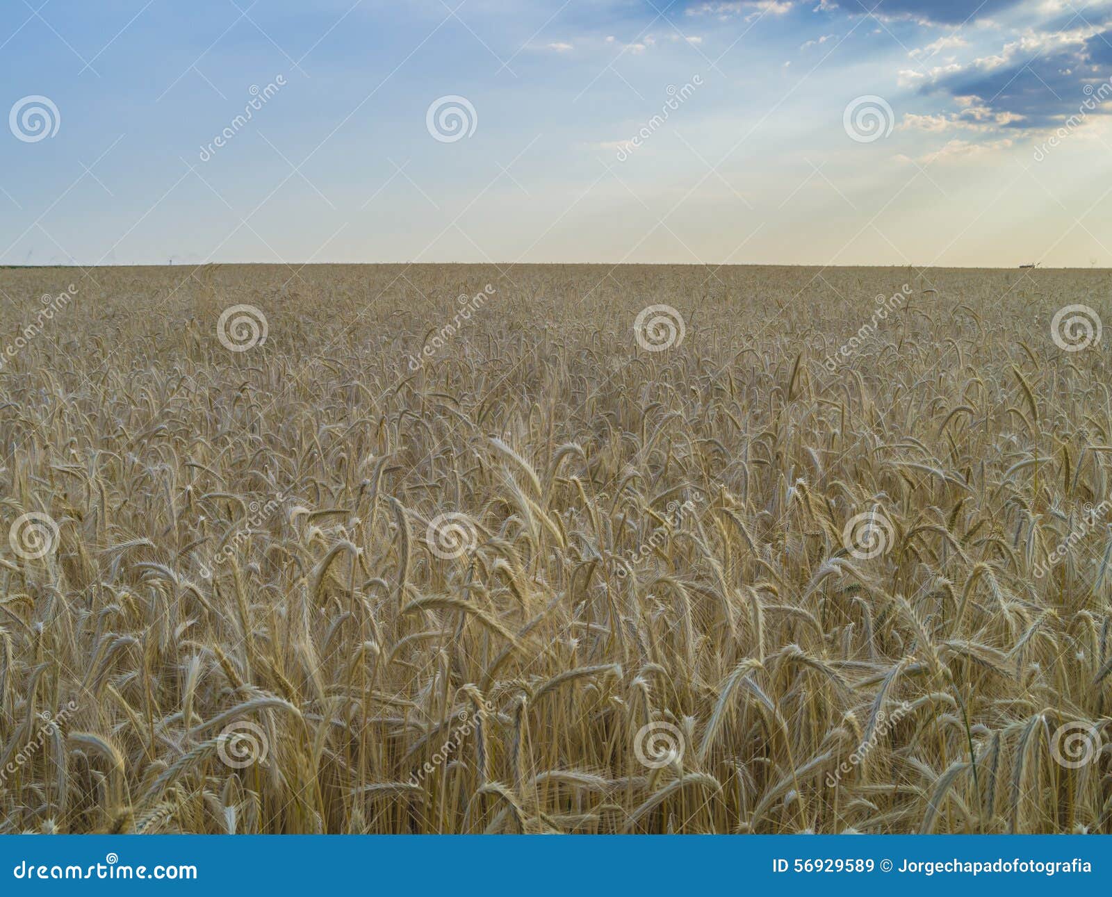 Barley field stock image. Image of agriculture, countryside - 56929589
