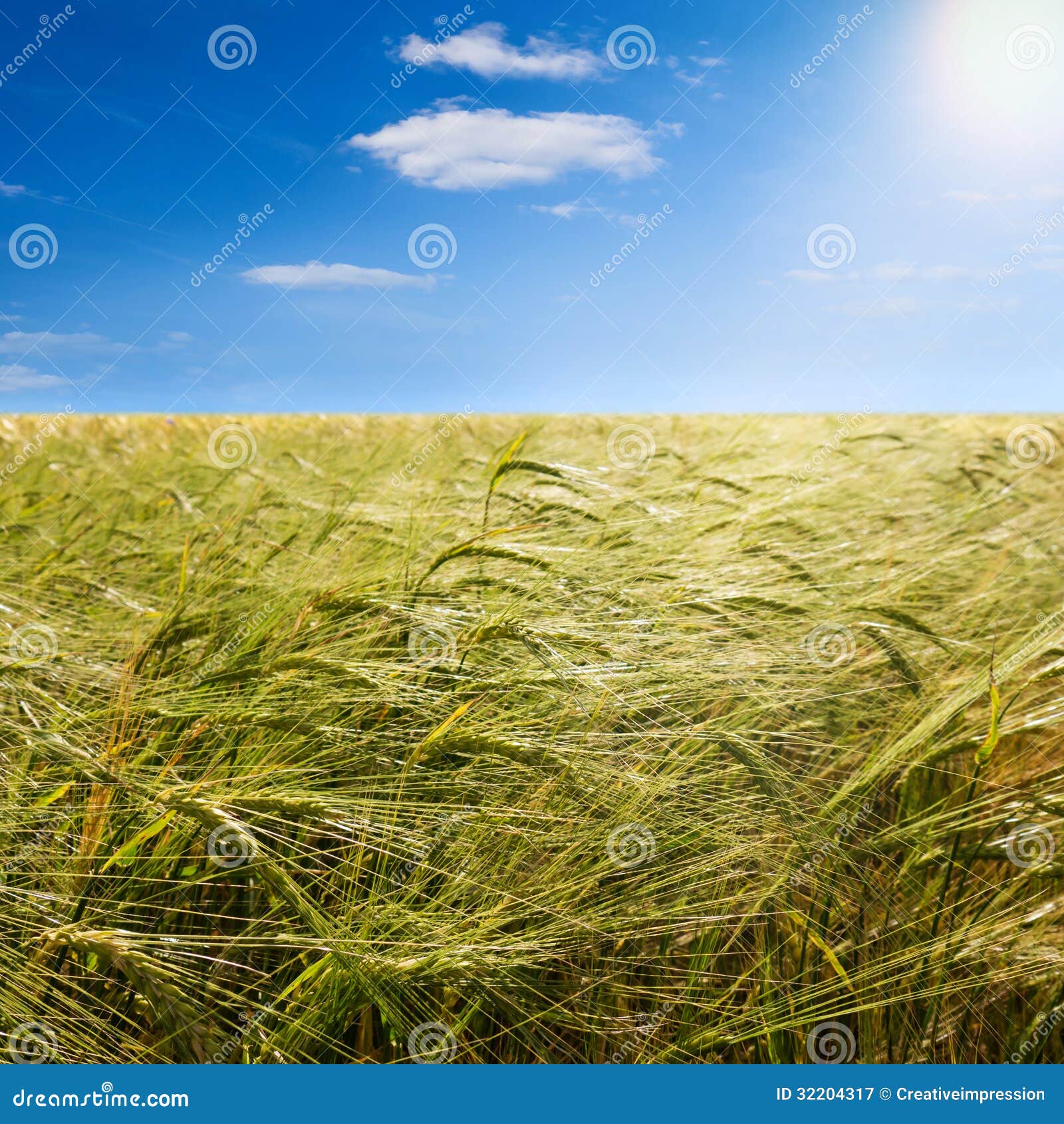 Barley field in summer stock image. Image of countryside - 32204317