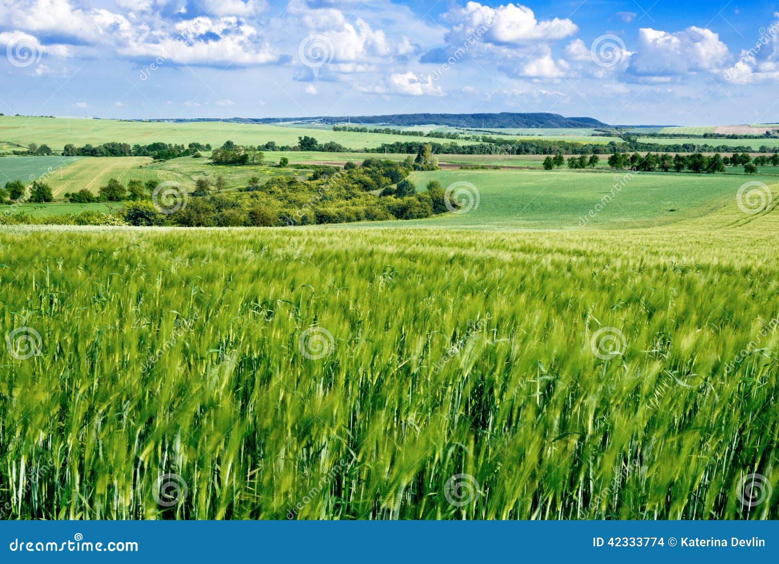Barley Field stock photo. Image of cloudscape, breeze - 42333774