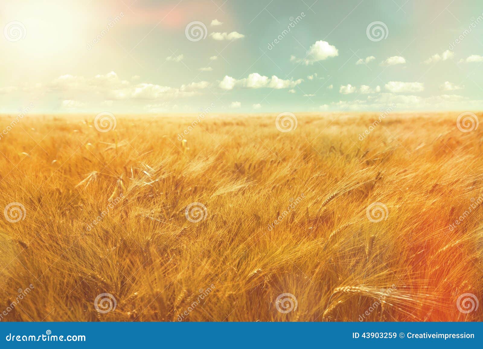 Barley field and sunlight stock image. Image of landscape - 43903259