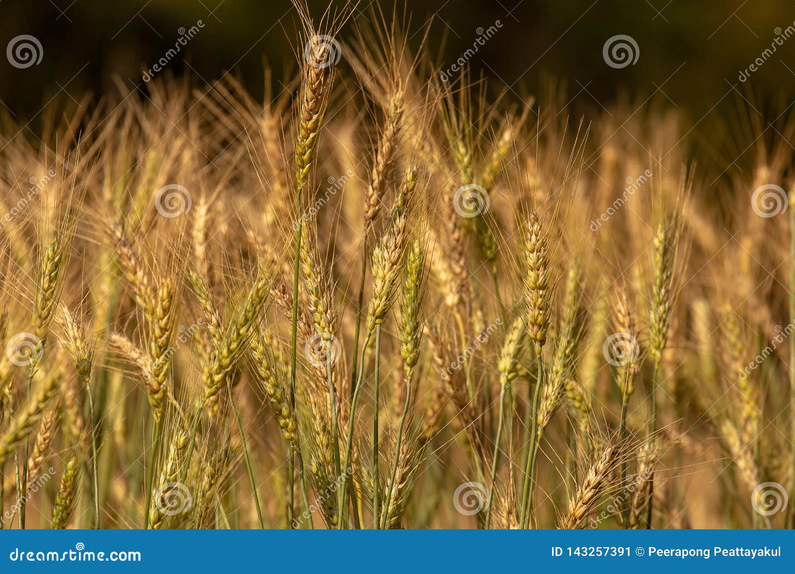 Barley Field in Sunset stock image. Image of landscape - 143257391