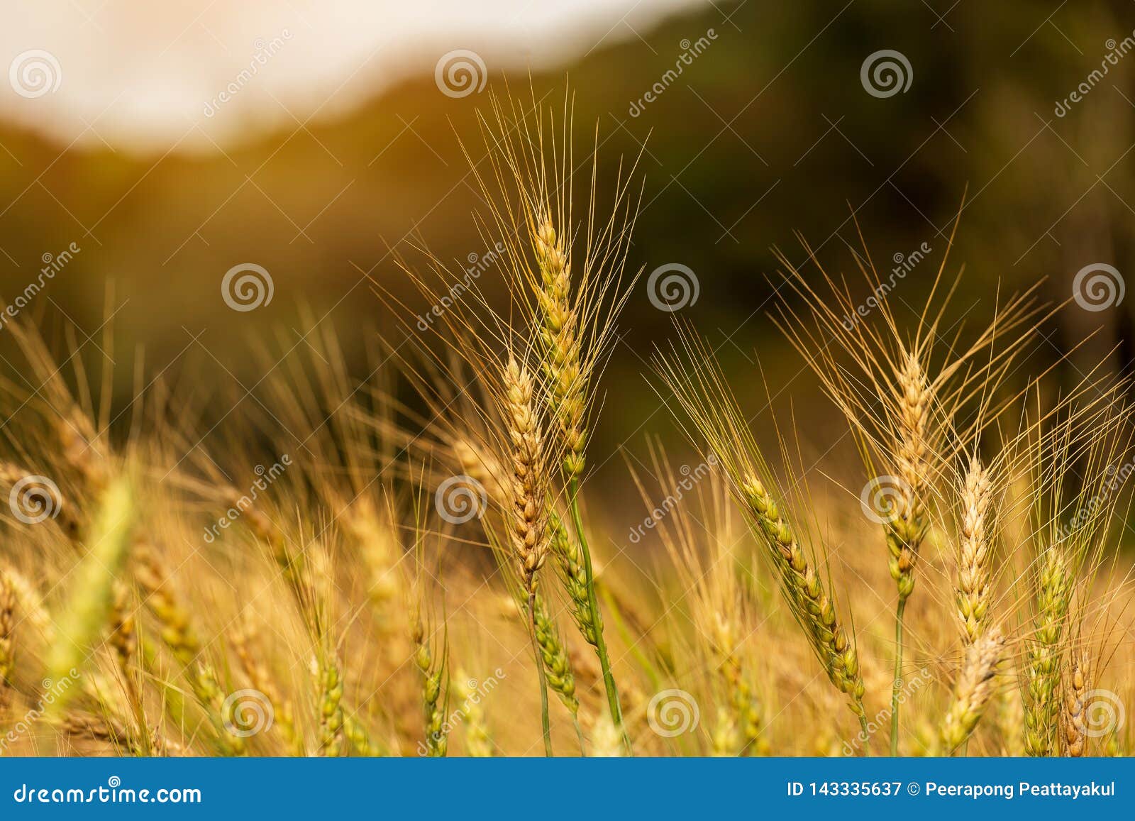 Barley Field in Sunset stock image. Image of agriculture - 143335637