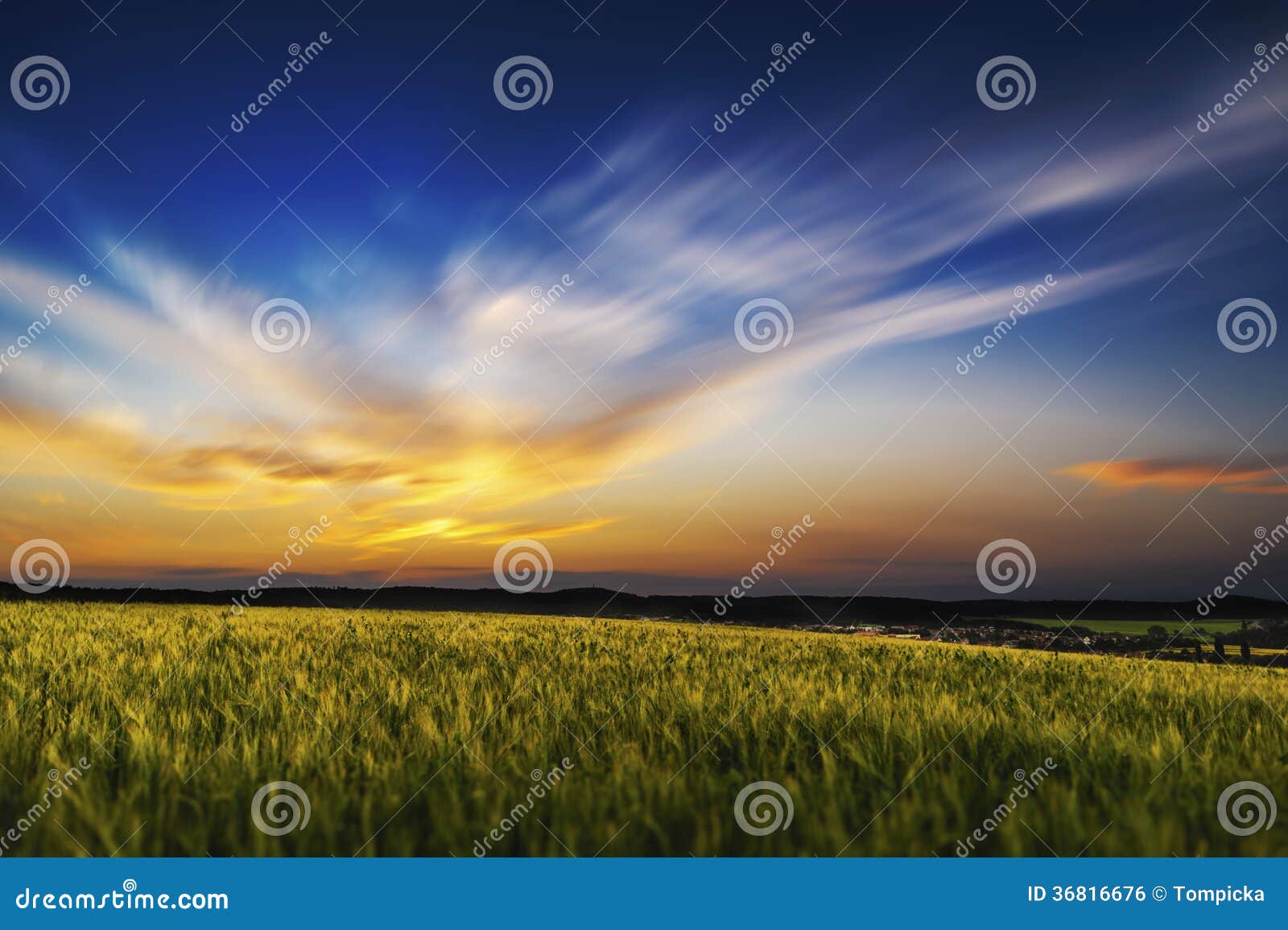 Barley field 1 stock photo. Image of clouds, garden, crop - 36816676