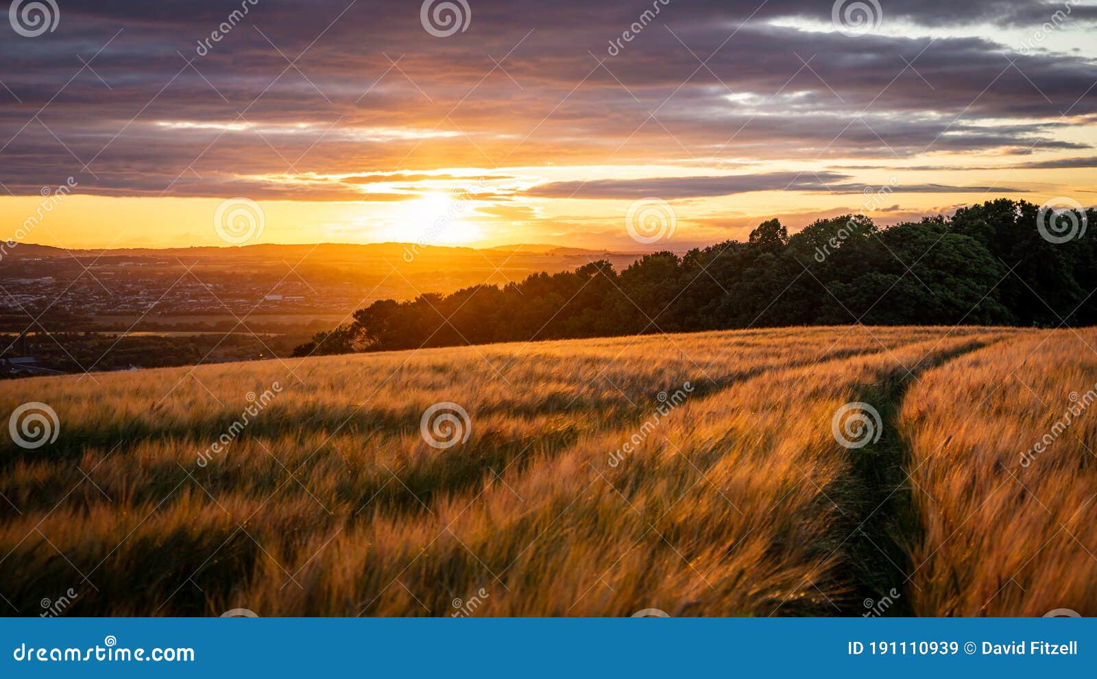 Barley Field Sunset Orange Glow Stock Image - Image of landscape, farm ...