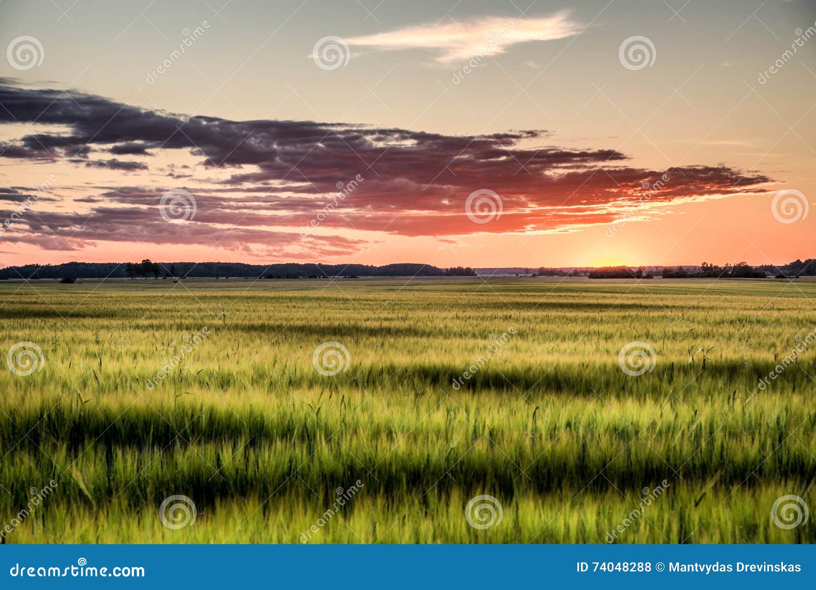 Barley Field in Sunset View Stock Photo - Image of field, natural: 74048288