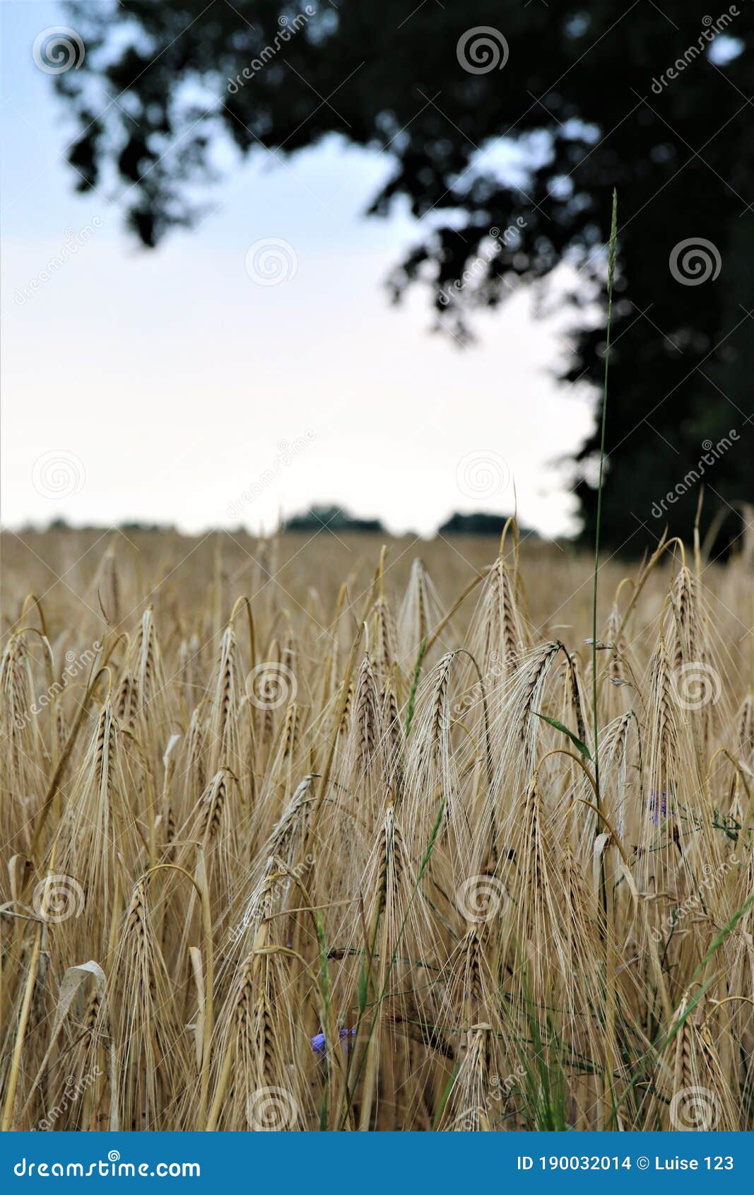 Barley in the Field with Trees on the Right Side Stock Photo - Image of ...