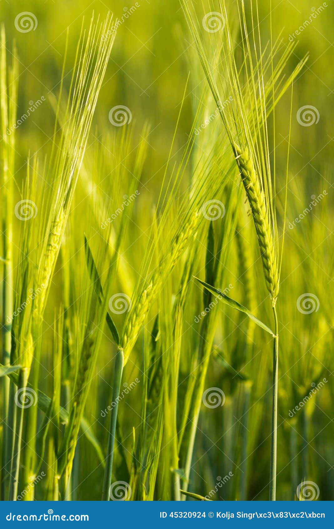 Barley stock photo. Image of digestion, growing, consumption - 45320924