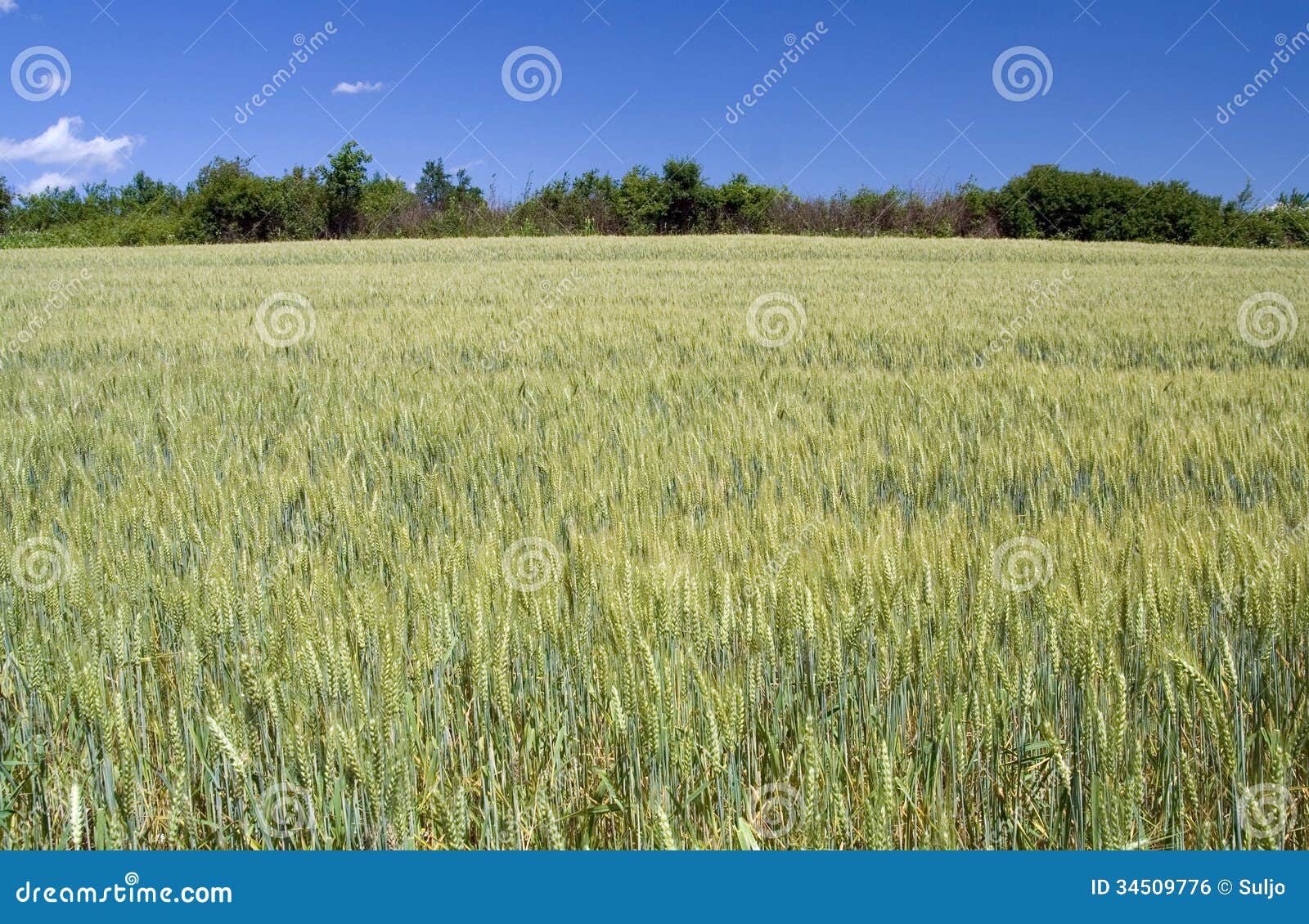 Barley Field stock photo. Image of field, plant, country - 34509776