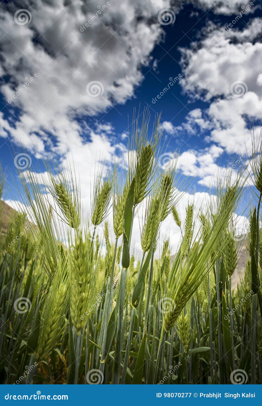 Barley Field View with Blue Sky Background Stock Image - Image of green ...