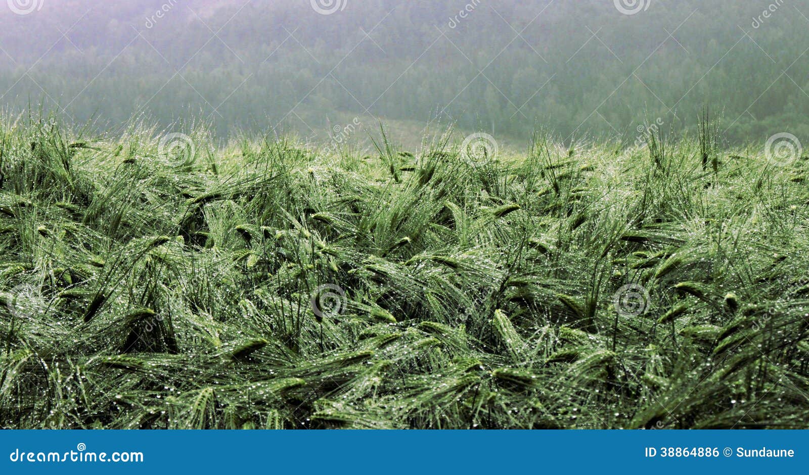 Barley field wet from rain stock photo. Image of growth - 38864886