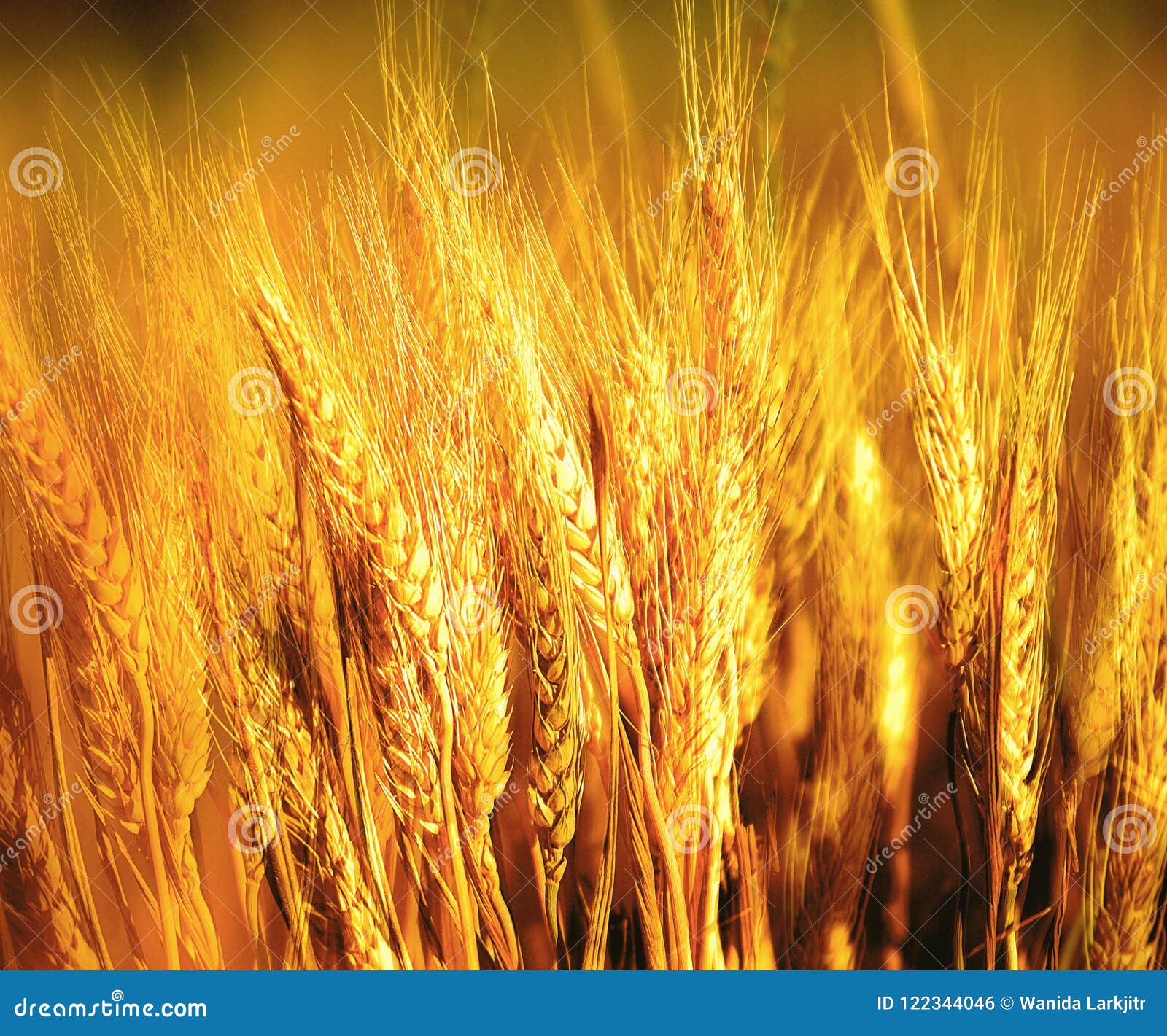 Barley Field on Yellow Background Stock Photo - Image of plant, blue ...